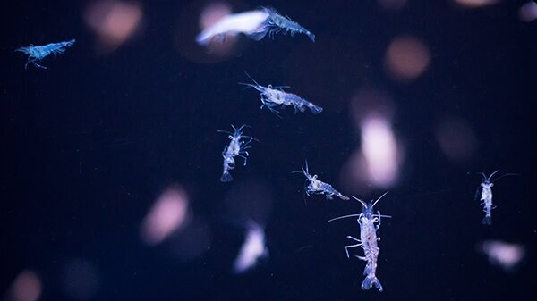 How does an electrochlorination system work? | KraftPowercon